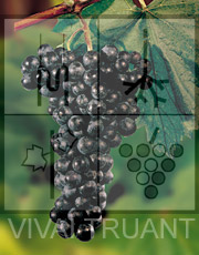 Franconia (Blaufränkisch) - Barbatelle per Innesto